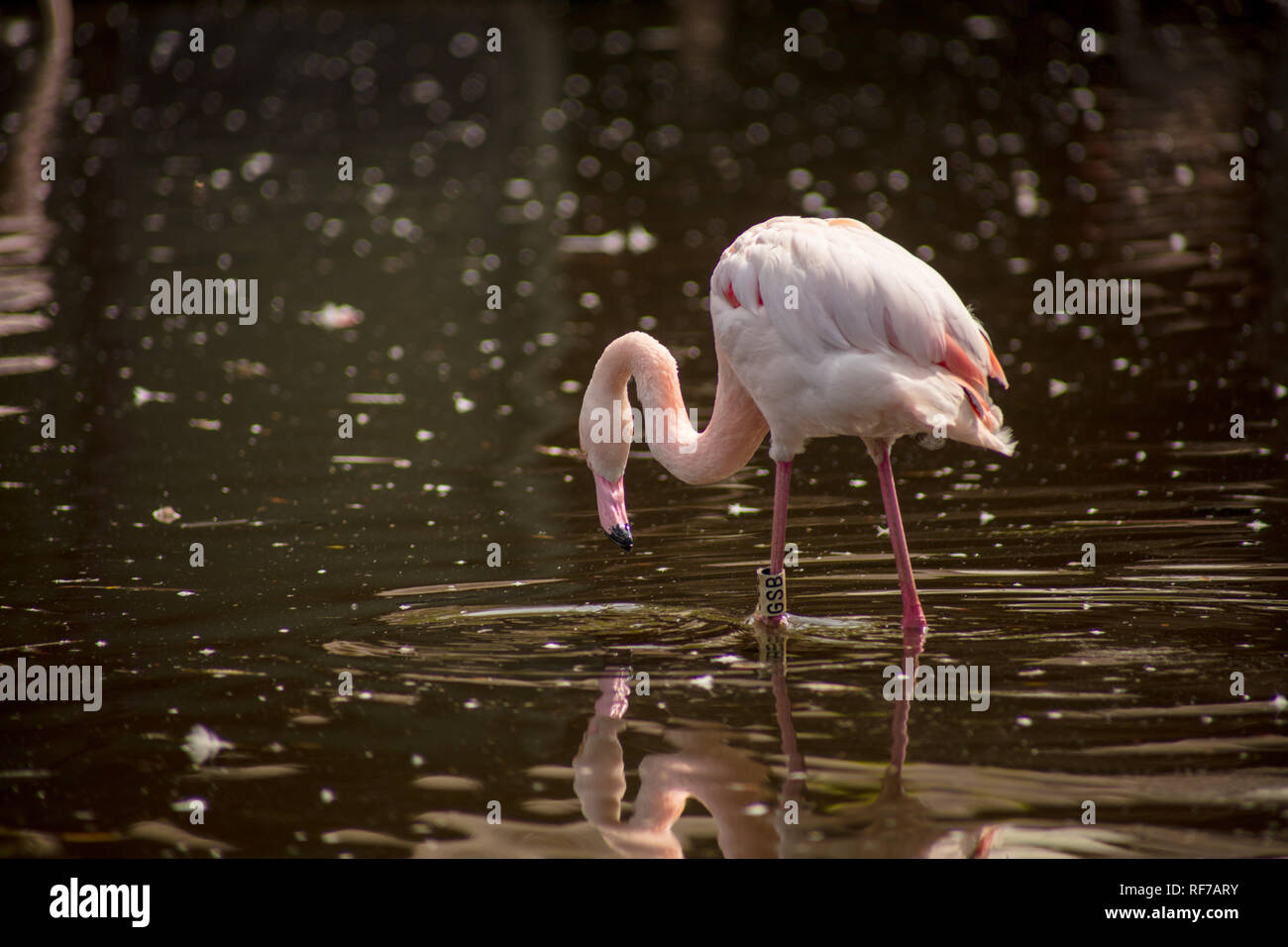 Skinny duck hi-res stock photography and images - Alamy