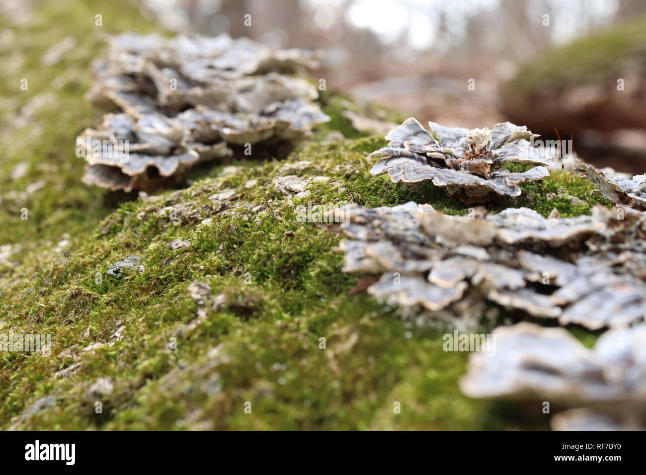 Close up nature shots hi-res stock photography and images - Alamy
