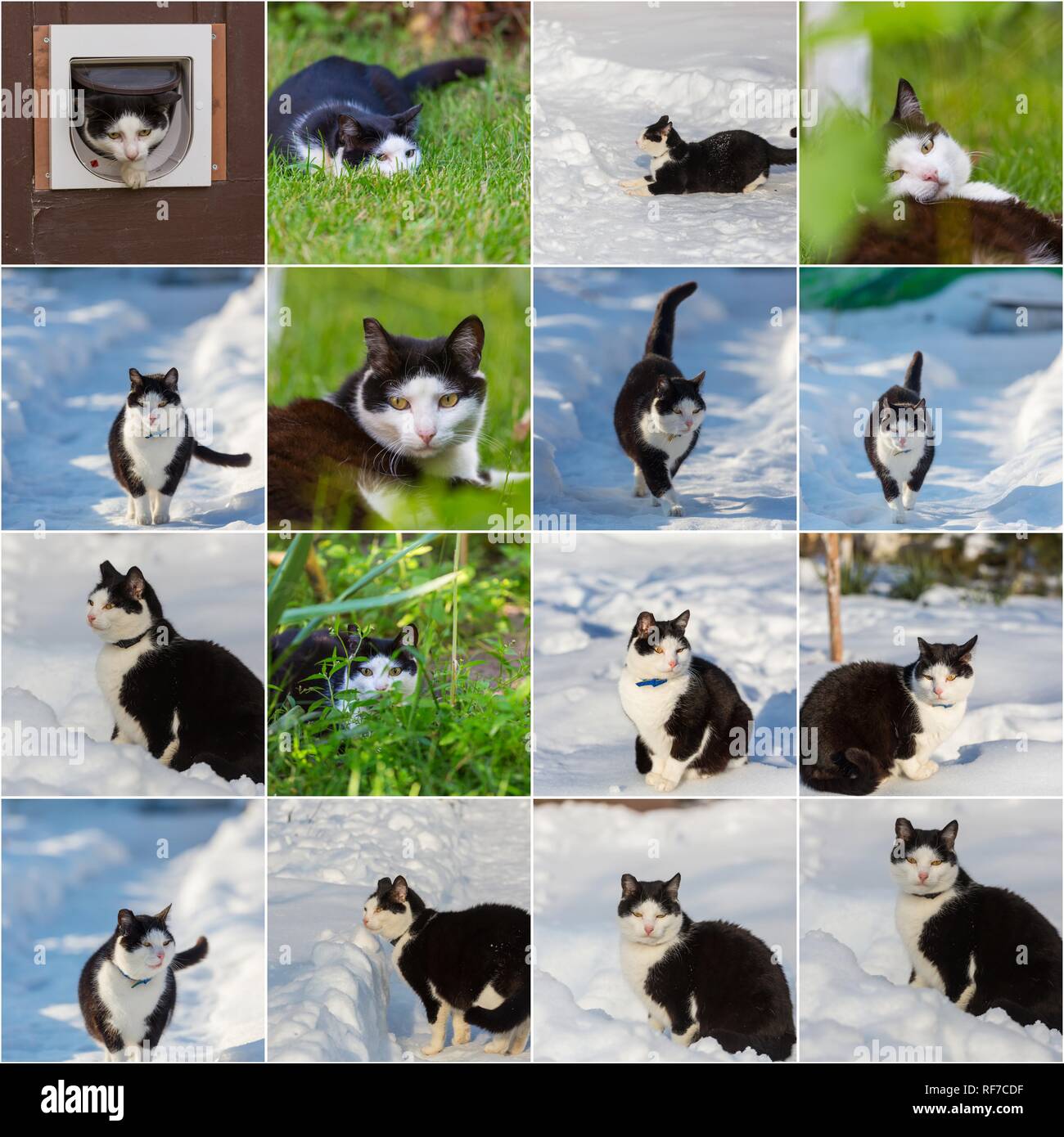 Montage collage cat hi-res stock photography and images - Alamy