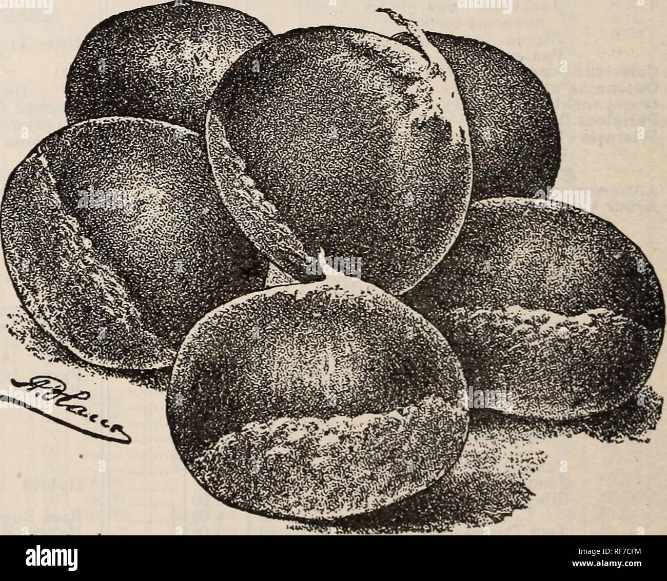 . Spring 1900. Nursery stock Ohio Painesville Catalogs; Vegetables ...