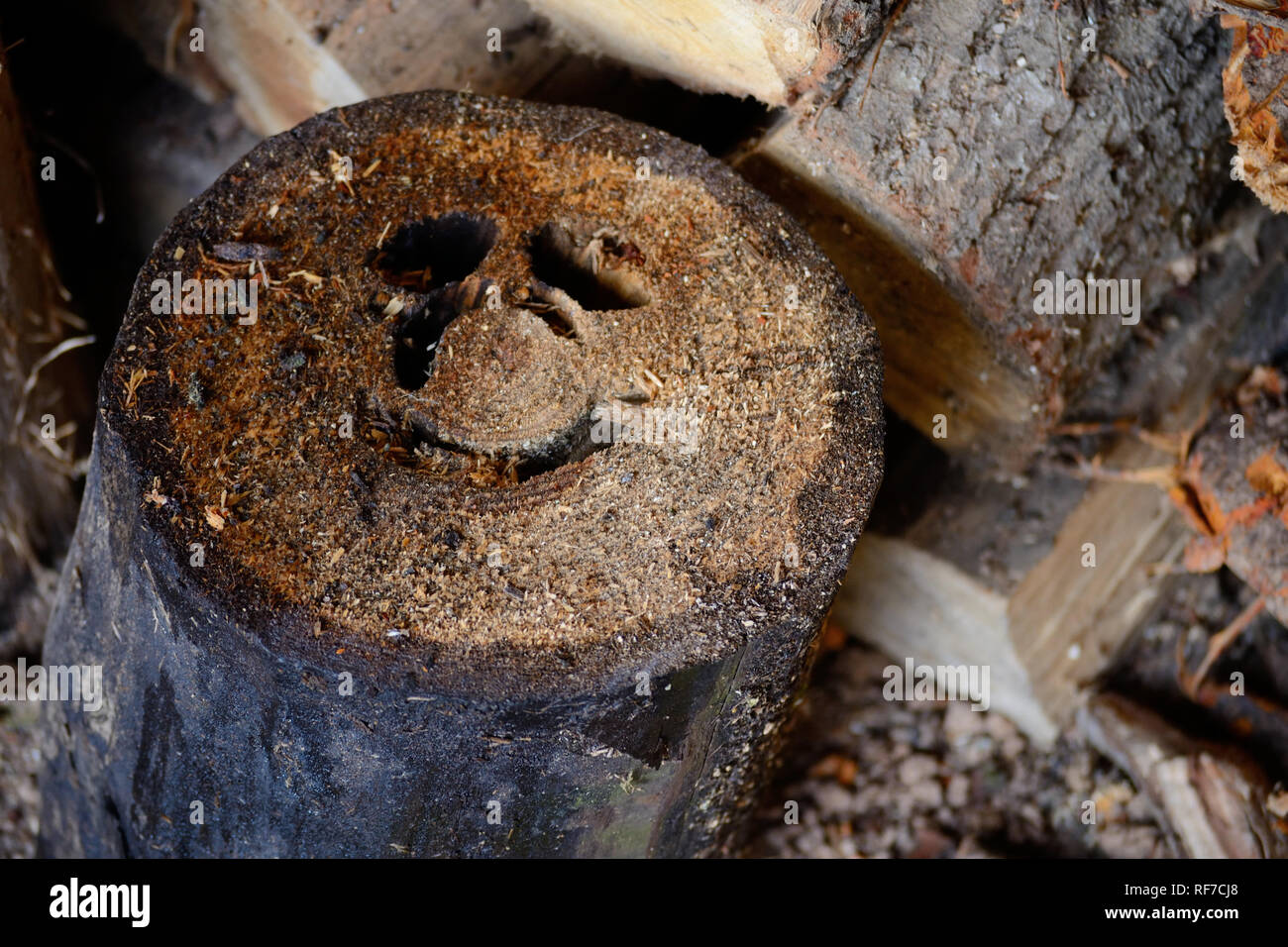 Old rotten tree stump hi-res stock photography and images - Alamy