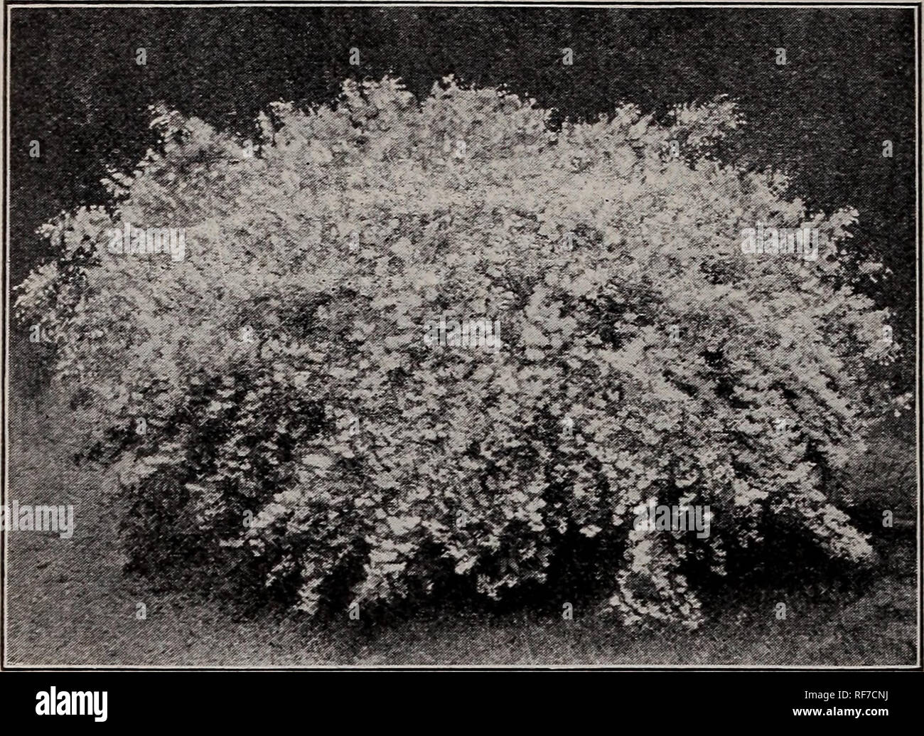 . [Catalogue]. Nursery stock Maryland Baltimore Catalogs; Fruit trees ...