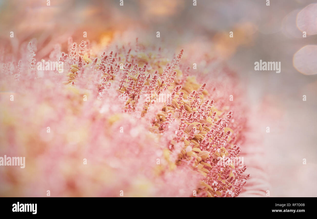 mint flowers in garden Stock Photo - Alamy