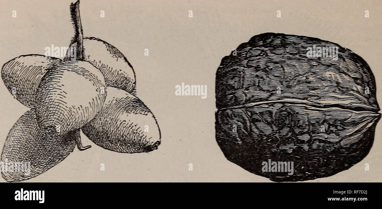 . [Catalogue]. Nursery stock Maryland Baltimore Catalogs; Fruit trees ...