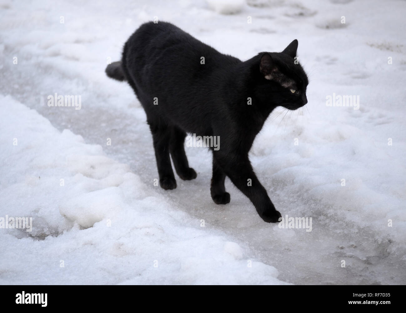 Ice cat hi-res stock photography and images - Alamy