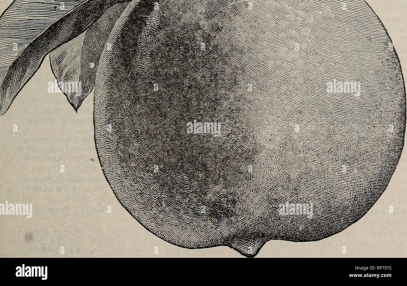 . [Catalogue]. Nursery stock Maryland Baltimore Catalogs; Fruit trees ...