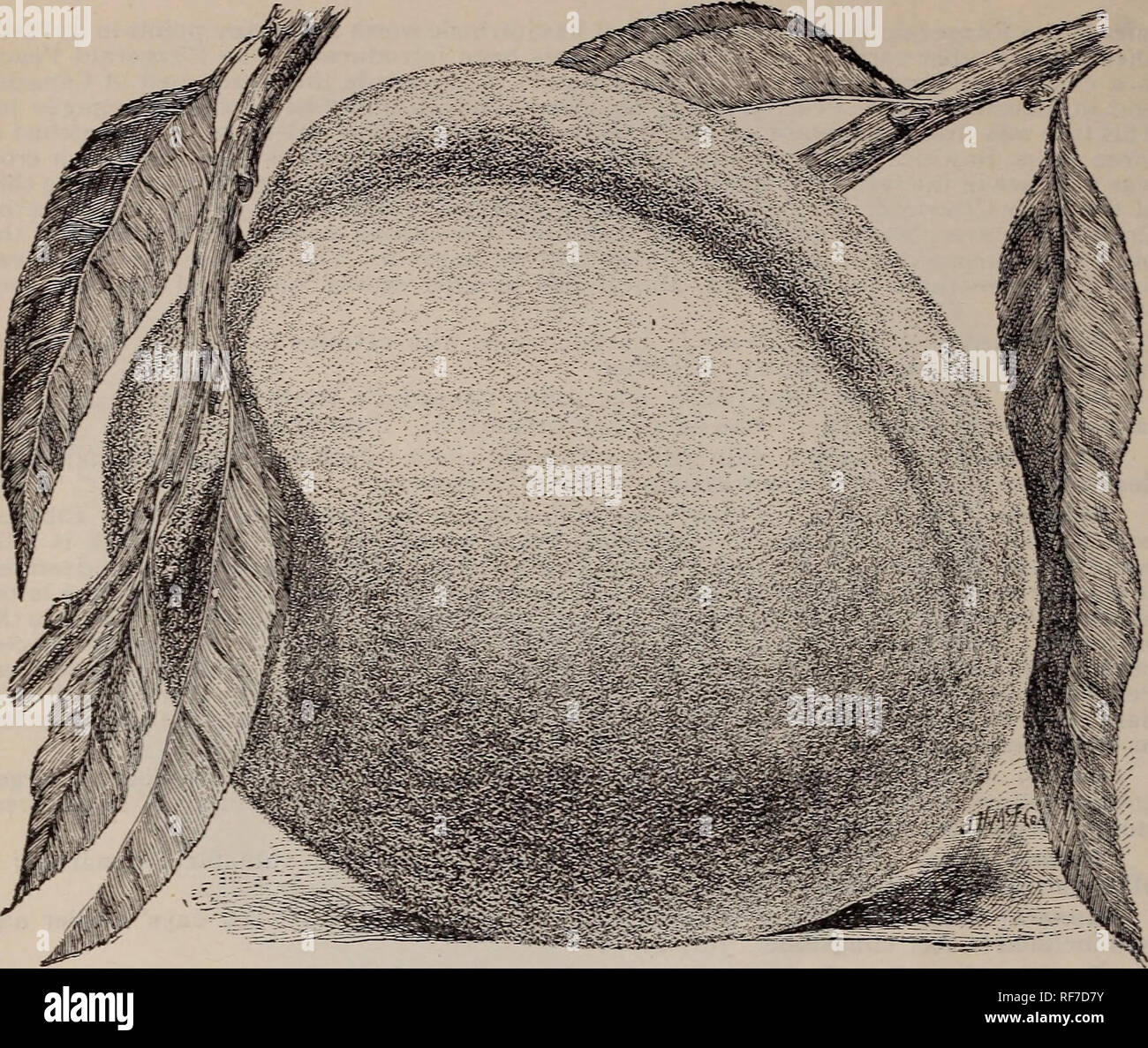 . [Catalogue]. Nursery stock Maryland Baltimore Catalogs; Fruit trees ...