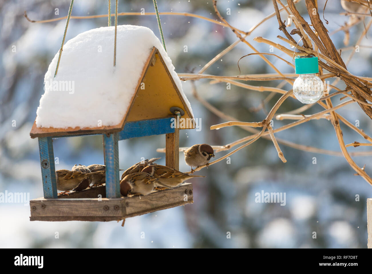 Bird sparrow feeding trough Stock Photo - Alamy