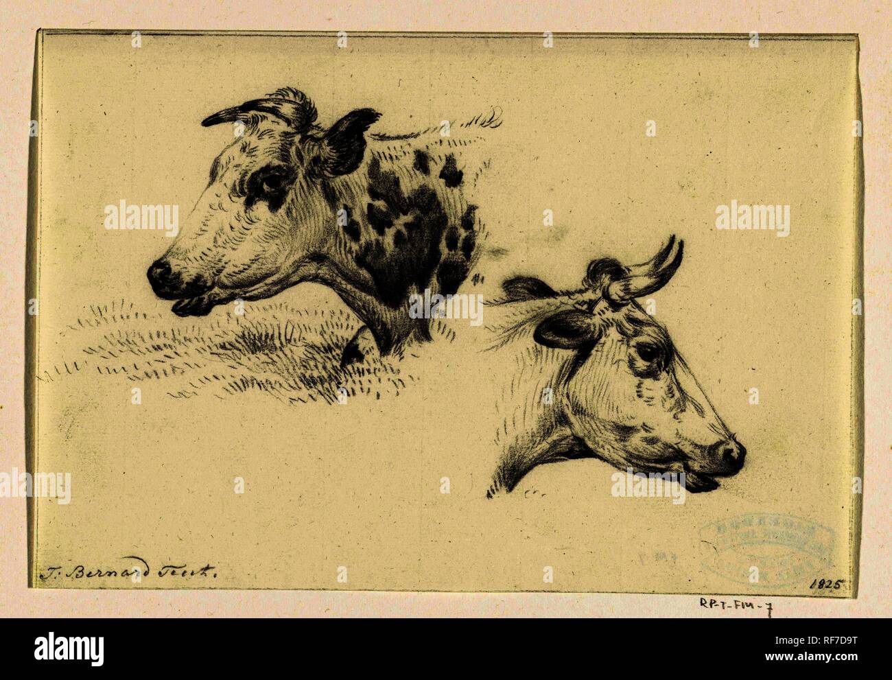 Two studies of the head of a cow. Draughtsman: Jean Bernard. Dating ...