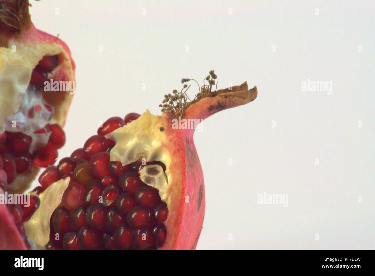 The ripe fruit of the pomegranate is cut and showing its own grains ...