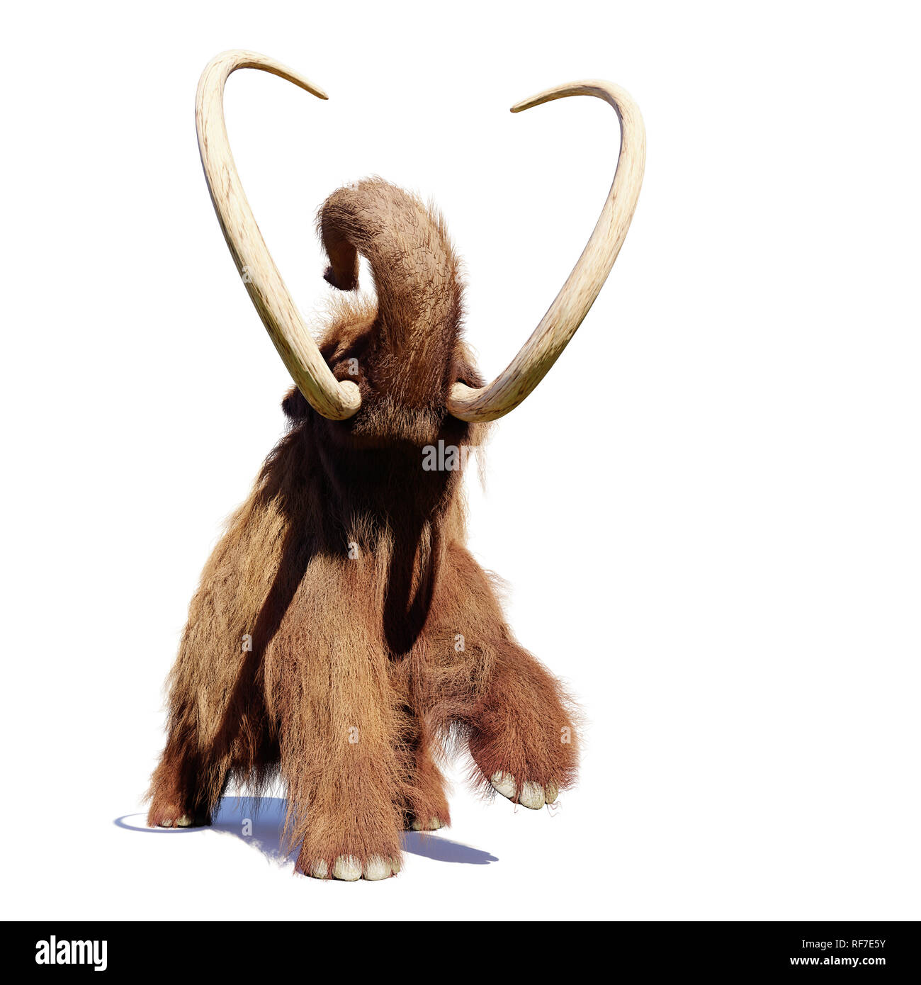 woolly mammoth, running prehistoric mammal isolated with shadow on ...