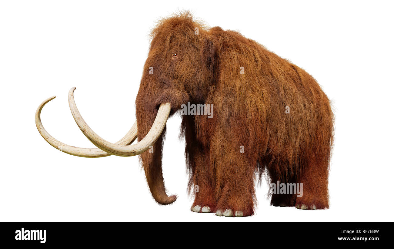 Woolly mammoth illustration hi-res stock photography and images - Alamy