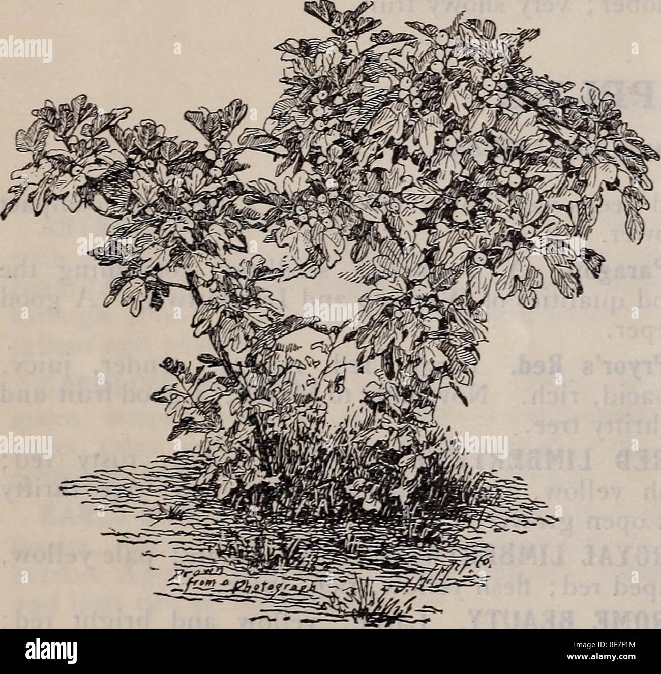 Warri tree hi-res stock photography and images - Alamy