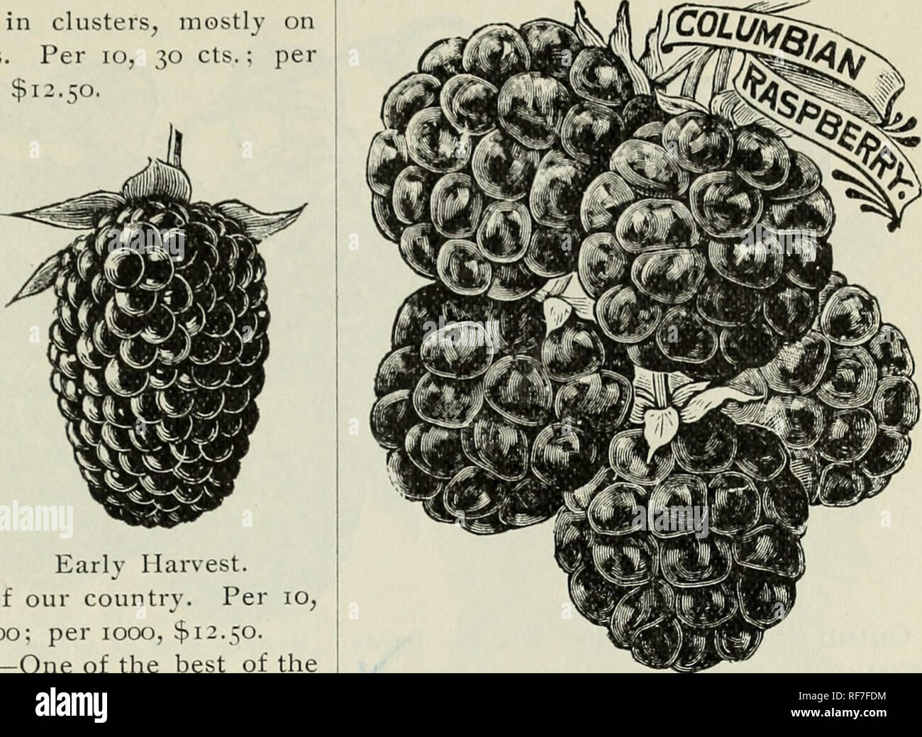 . Illustrated and descriptive catalogue of fruit and ornamental trees ...