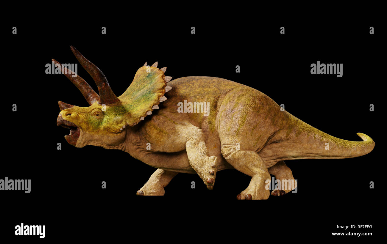 Triceratops horridus dinosaur (3d illustration isolated with shadow on ...