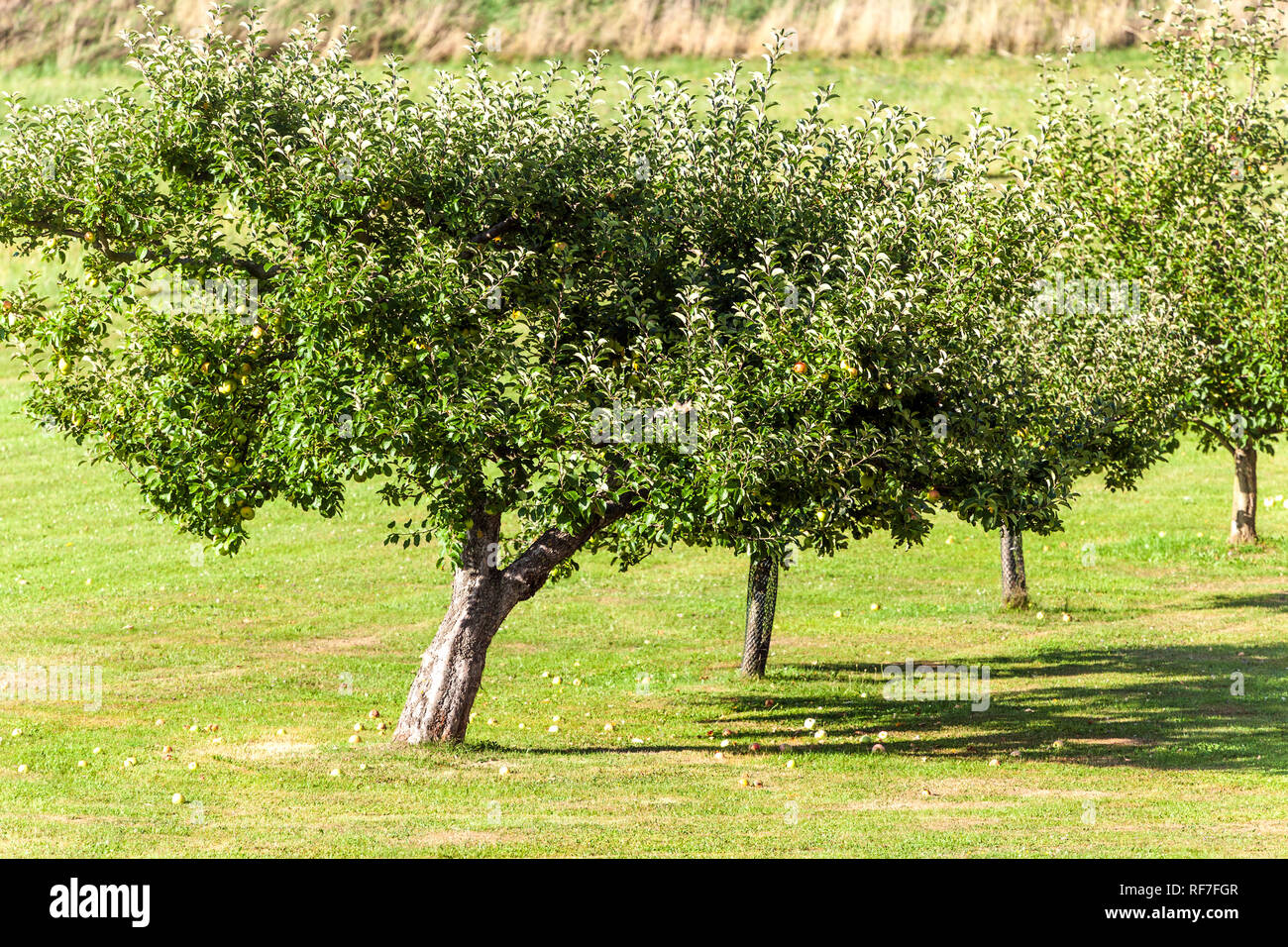 Set of apple trees hi-res stock photography and images - Alamy