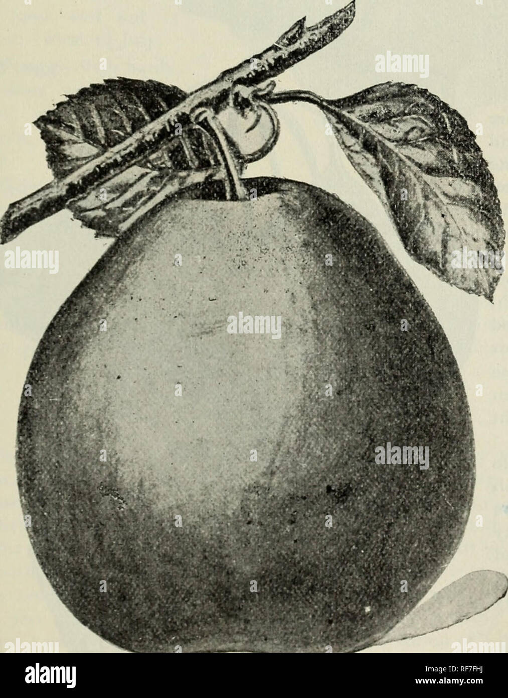 . Illustrated and descriptive catalogue of fruit and ornamental trees ...
