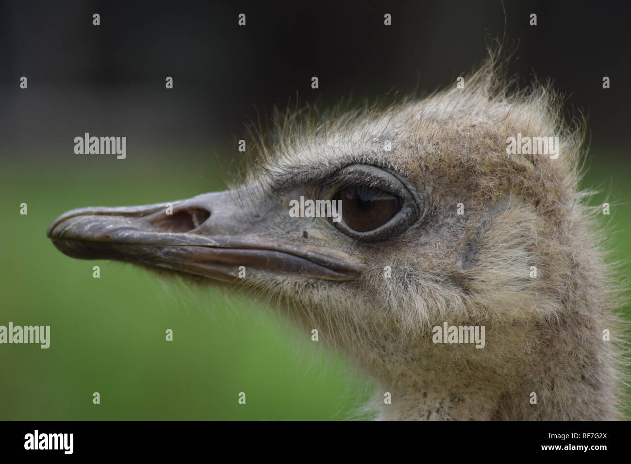 Ostrich with eyelashes hi-res stock photography and images - Alamy