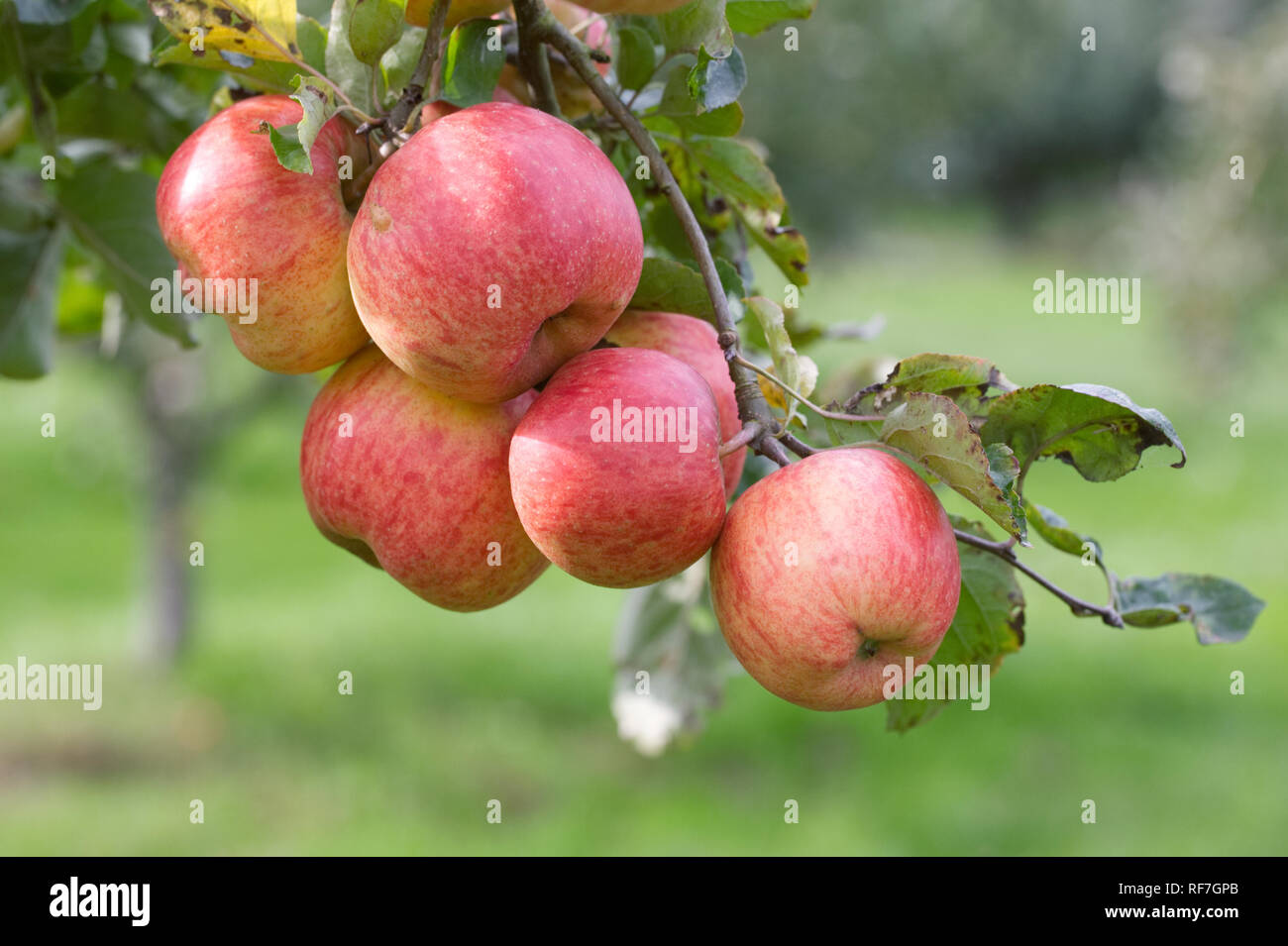 Malus domestica 'Ariwa'. Apples on a tree Stock Photo - Alamy