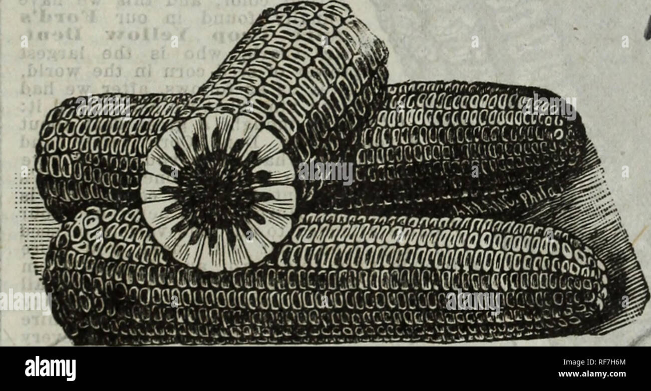 Hungarian Millets High Resolution Stock Photography and Images - Alamy