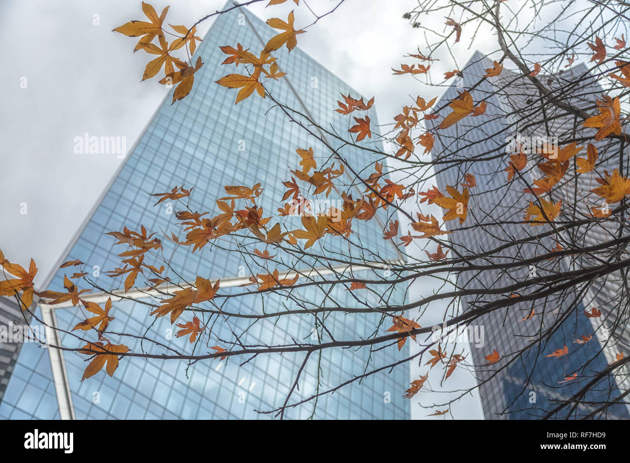 Fall leaves seattle washington usa hi-res stock photography and images ...