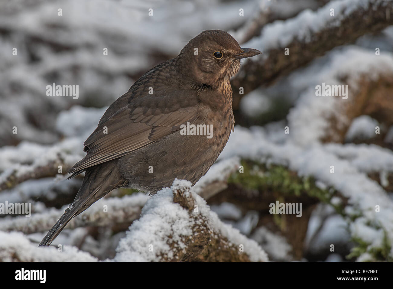 A very close portrait of a female blackbird sitting on a snow covered ...