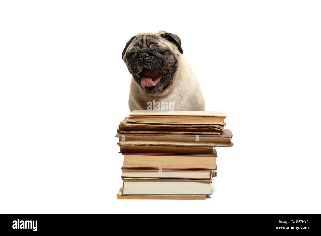 Are Pugs Intelligent