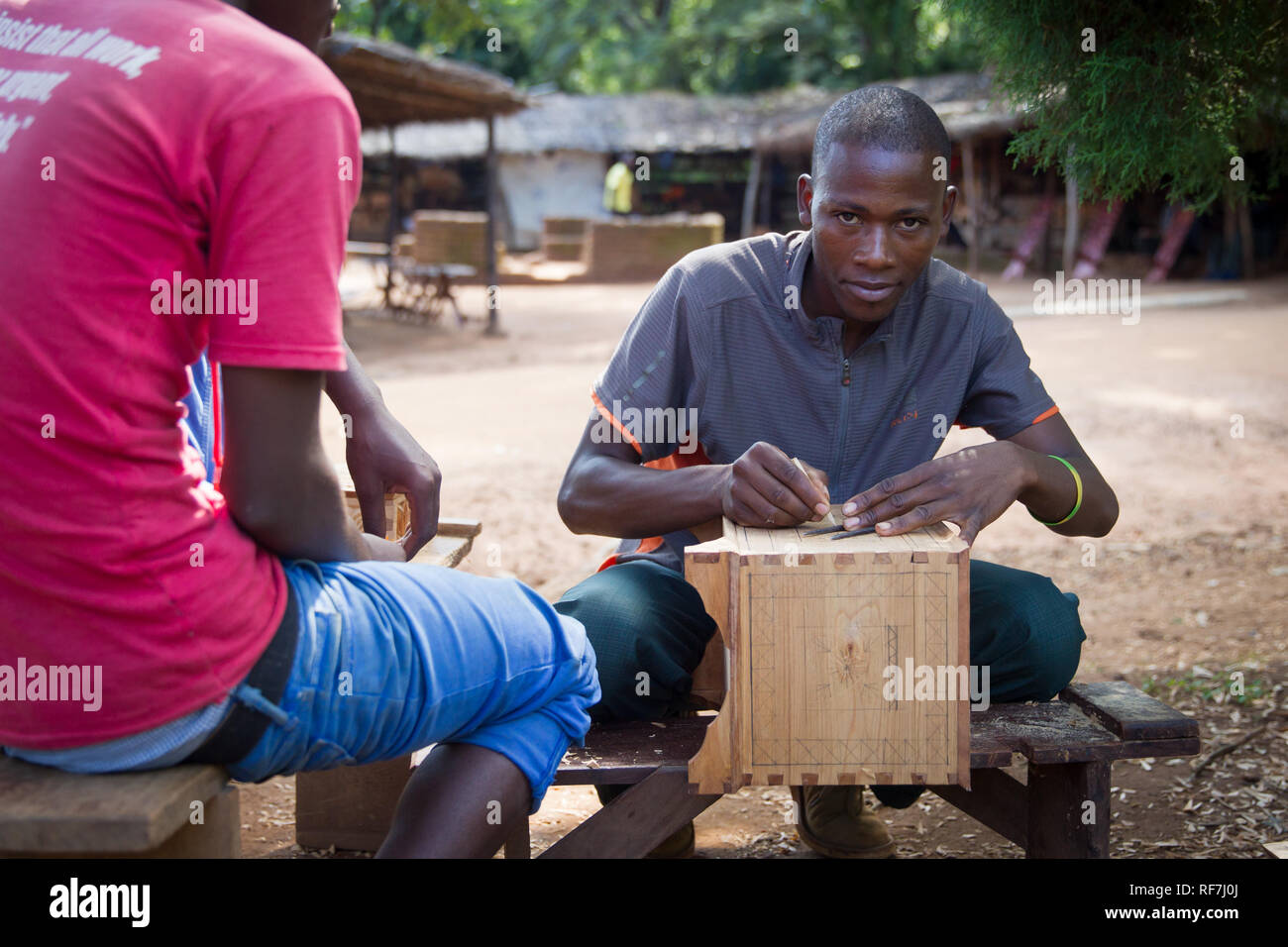 The Mulanje Cedar, Widdringtonia whytei, is critically endangered due ...
