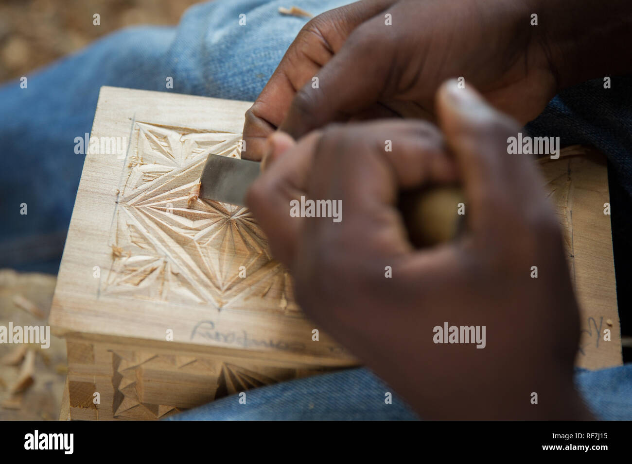 The Mulanje Cedar, Widdringtonia whytei, is critically endangered due ...