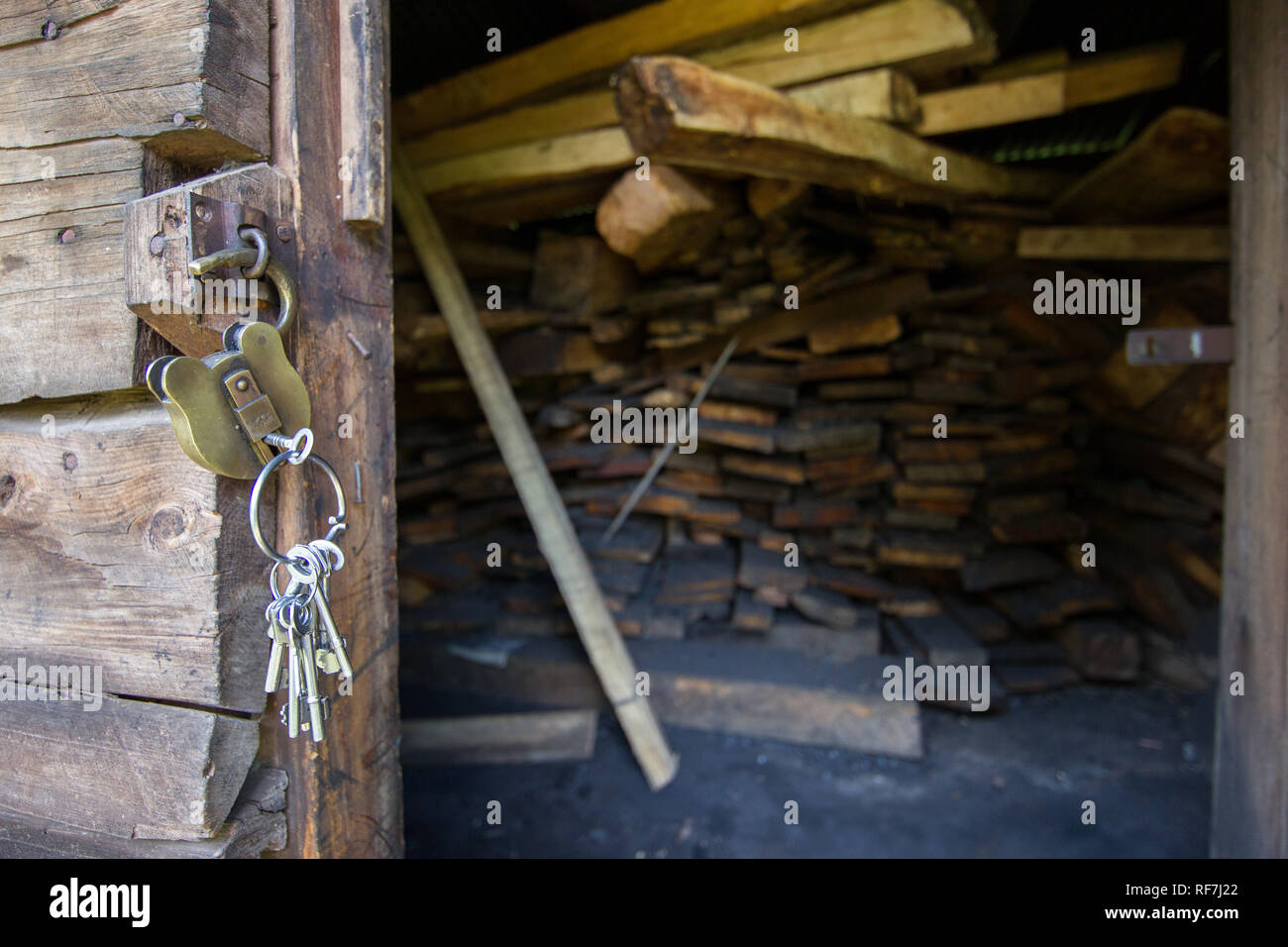 Confiscated planks of critically endangered Mulanje Cedar ...