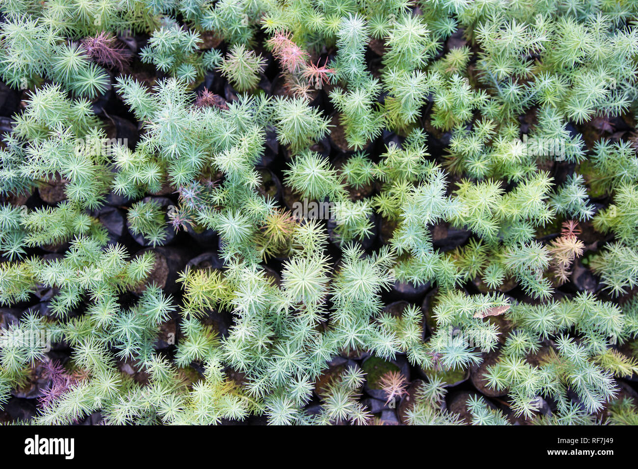 Workers tend to Mulanje Cedar seedlings, Widdringtonia whytei, in a ...