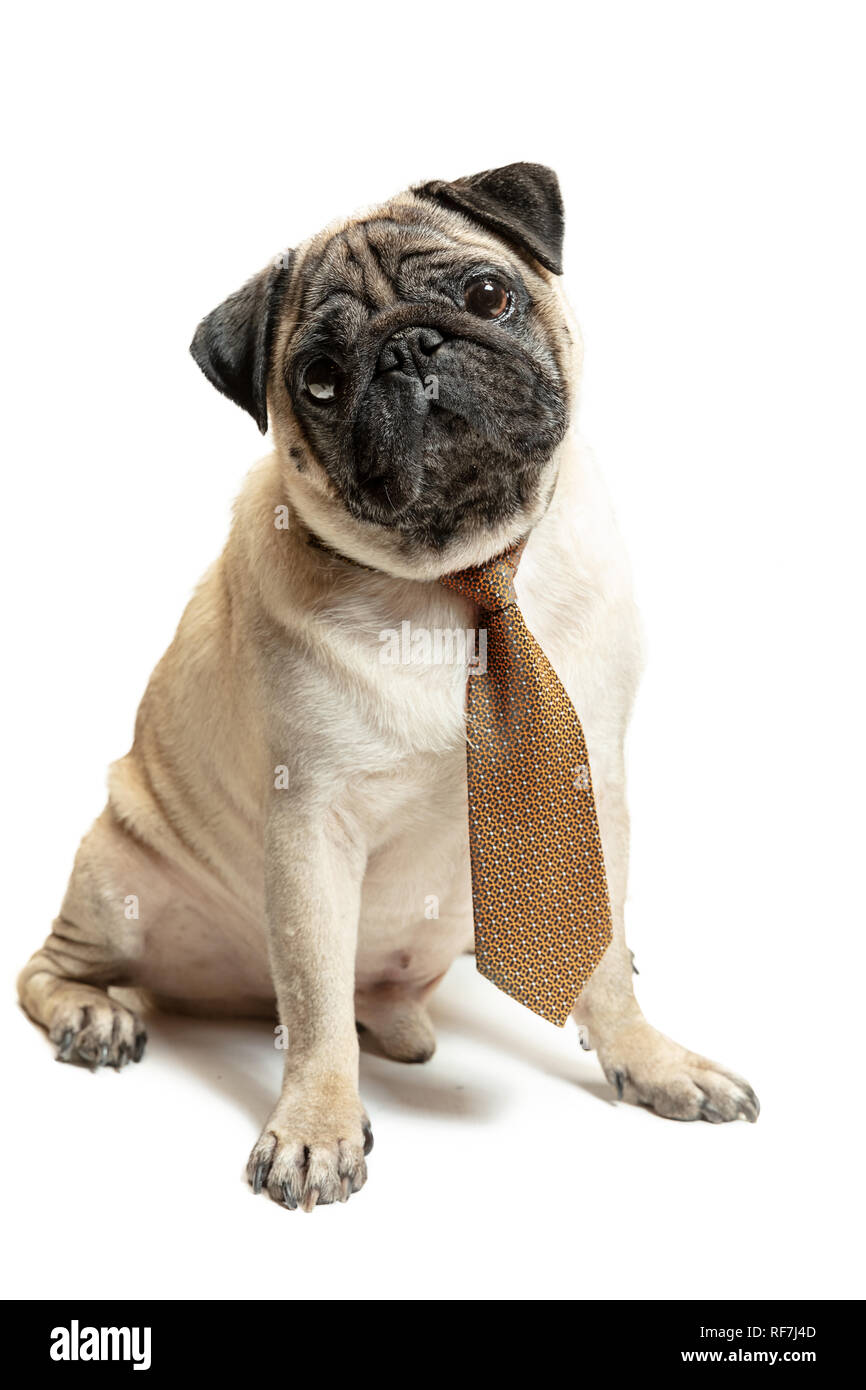 Cute pet dog pug breed sitting and smile with happiness feeling so ...