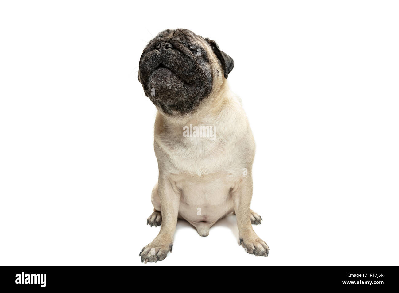 Are Pugs A Smart Dog