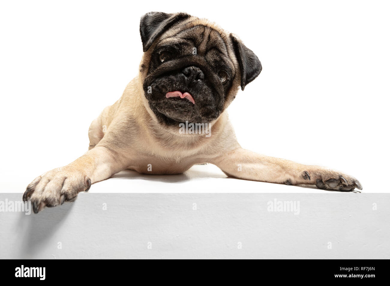 Cute pet dog pug breed sitting and smile with happiness feeling so ...