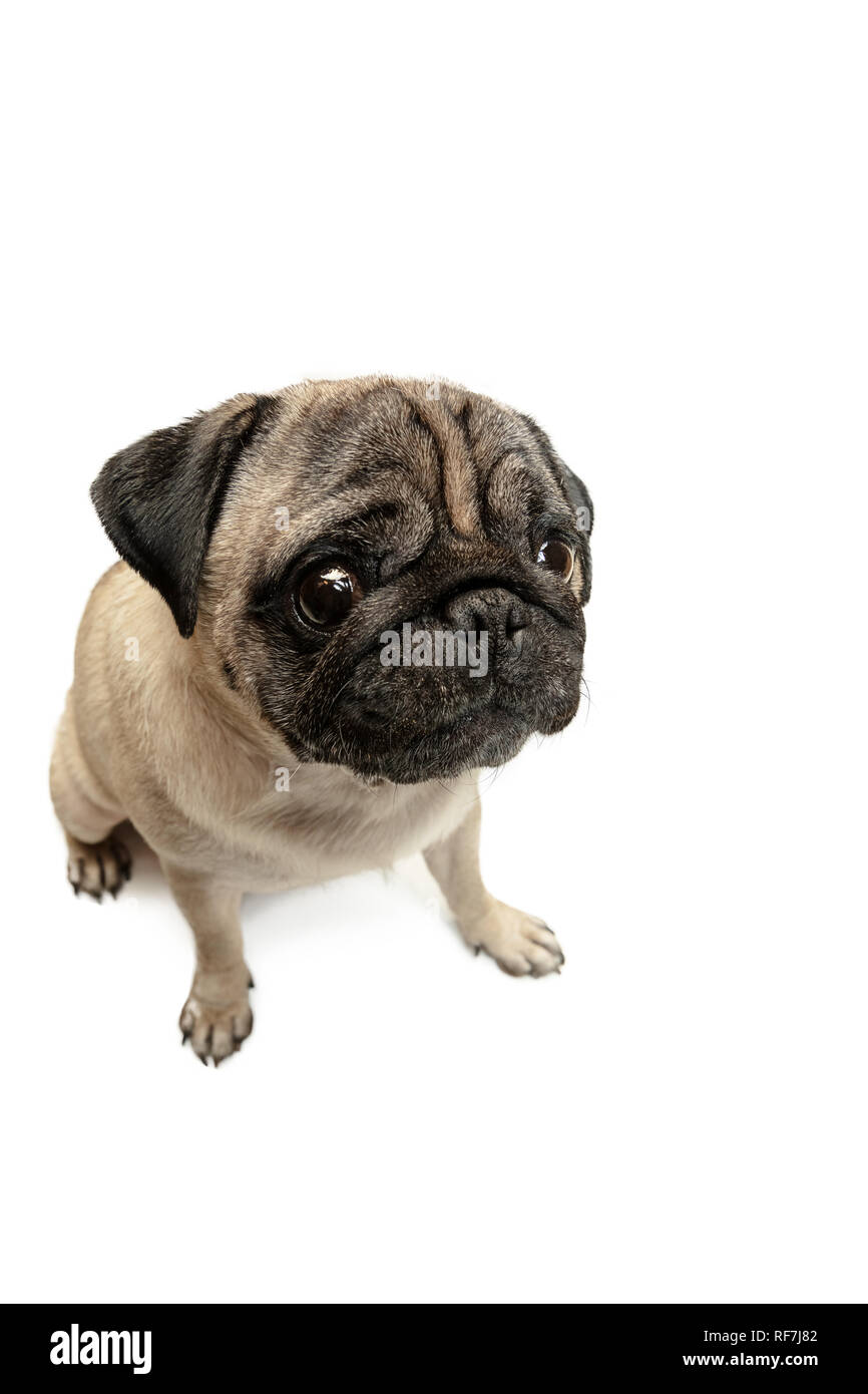 Cute pet dog pug breed sitting and smile with happiness feeling so ...