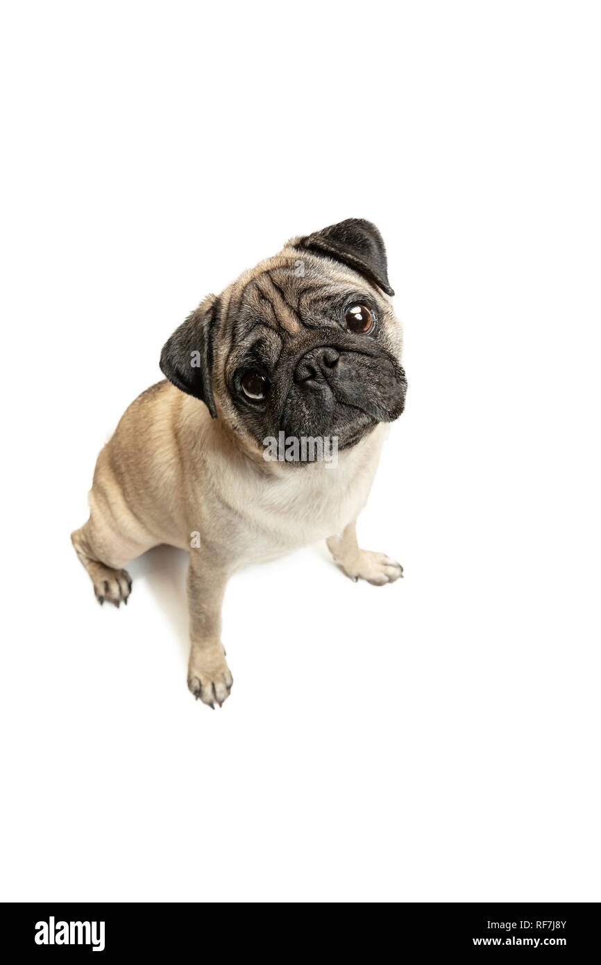 Are Pugs Smart Dogs