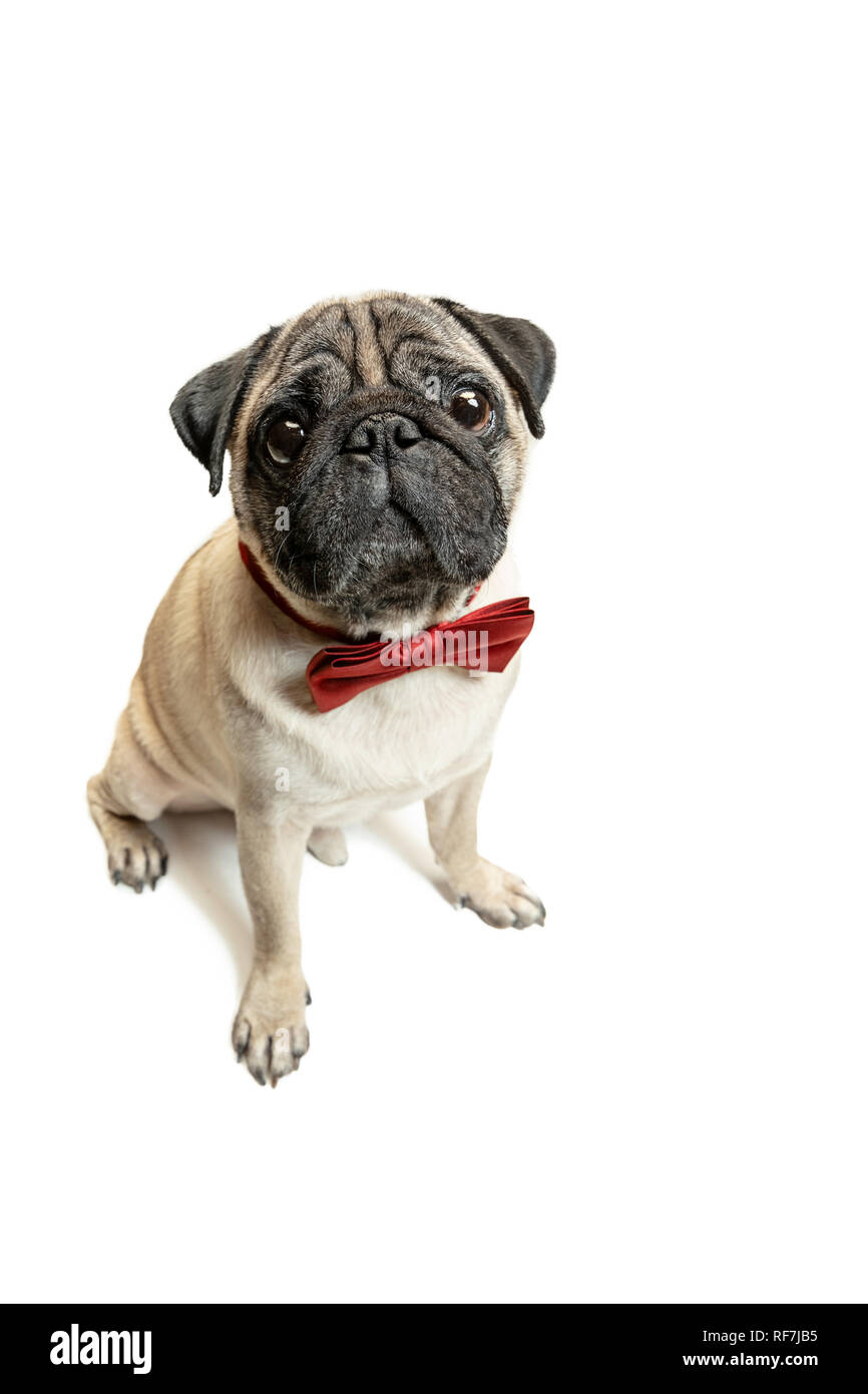 Are Pugs A Smart Dog