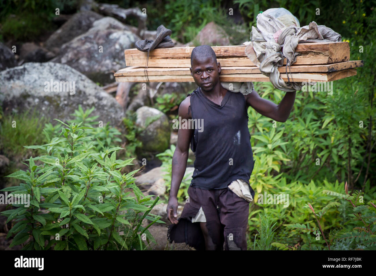 Workers carry heavy poached planks of illegally logged endangered ...