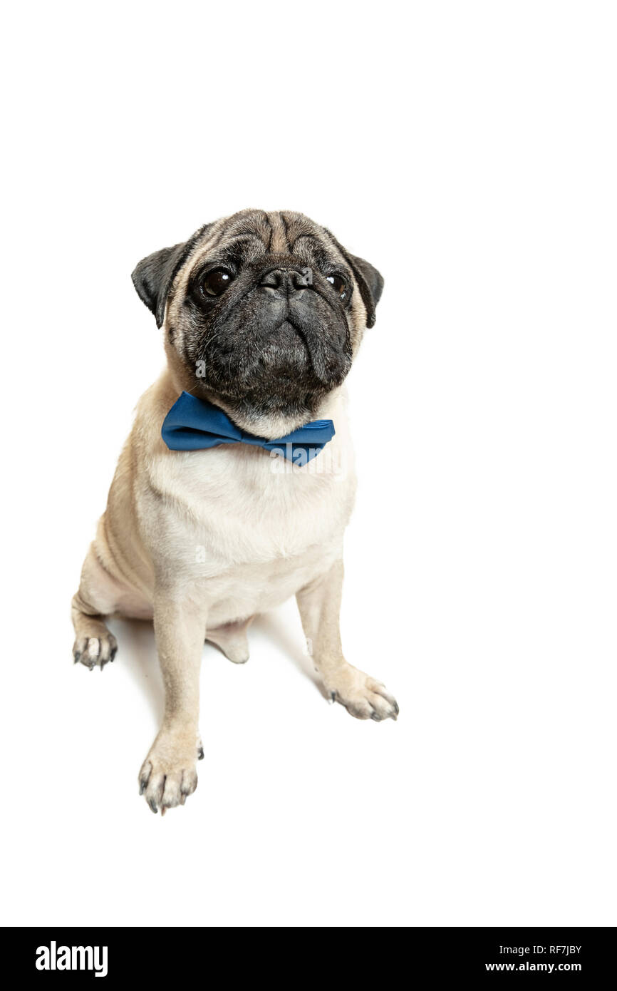 Cute pet dog pug breed sitting and smile with happiness feeling so ...