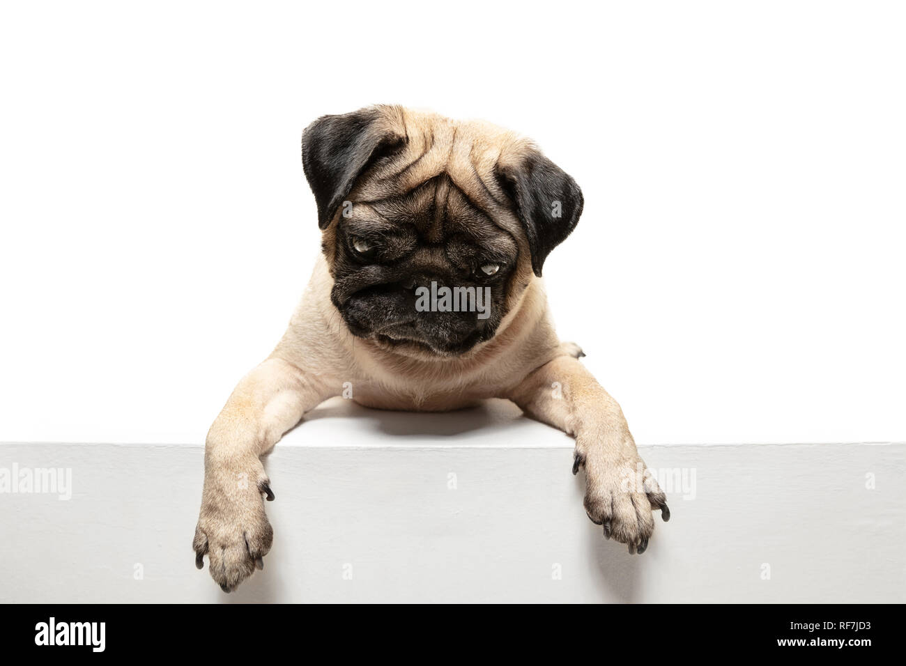 Cute pet dog pug breed sitting and smile with happiness feeling so ...