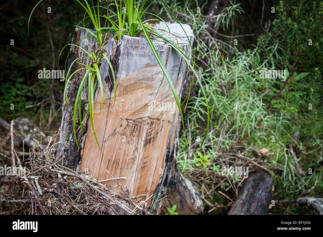 Tree poaching gangs mark territory with graffiti on critically endanged ...