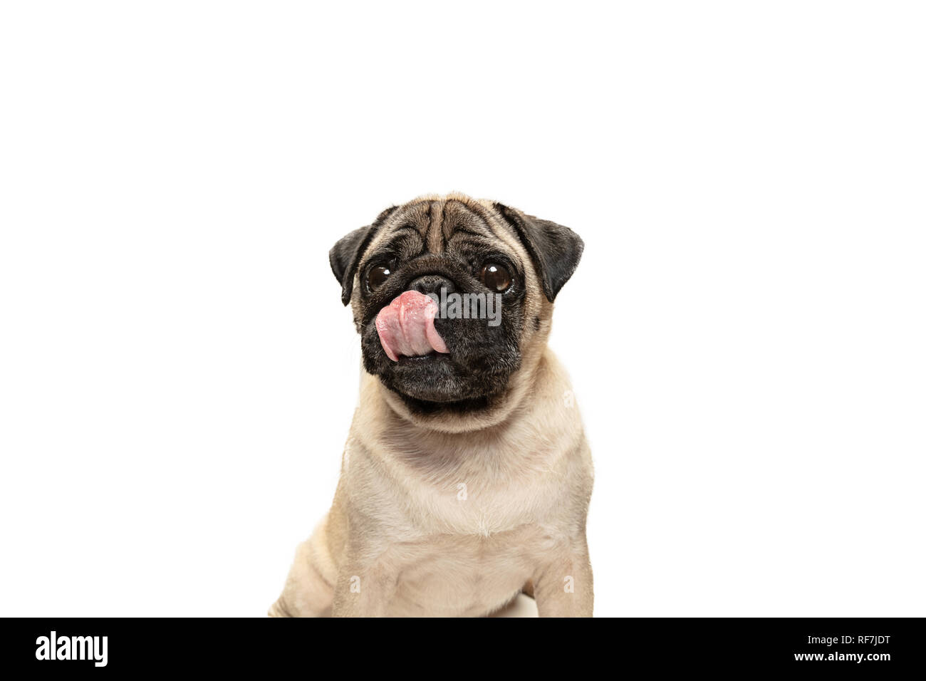 Cute pet dog pug breed sitting and smile with happiness feeling so ...