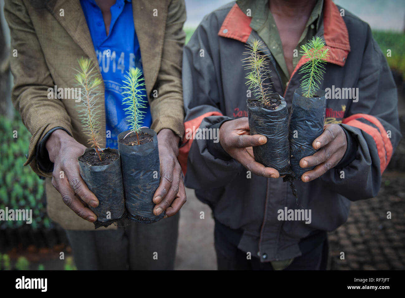 Workers tend to Mulanje Cedar seedlings, Widdringtonia whytei, in a ...