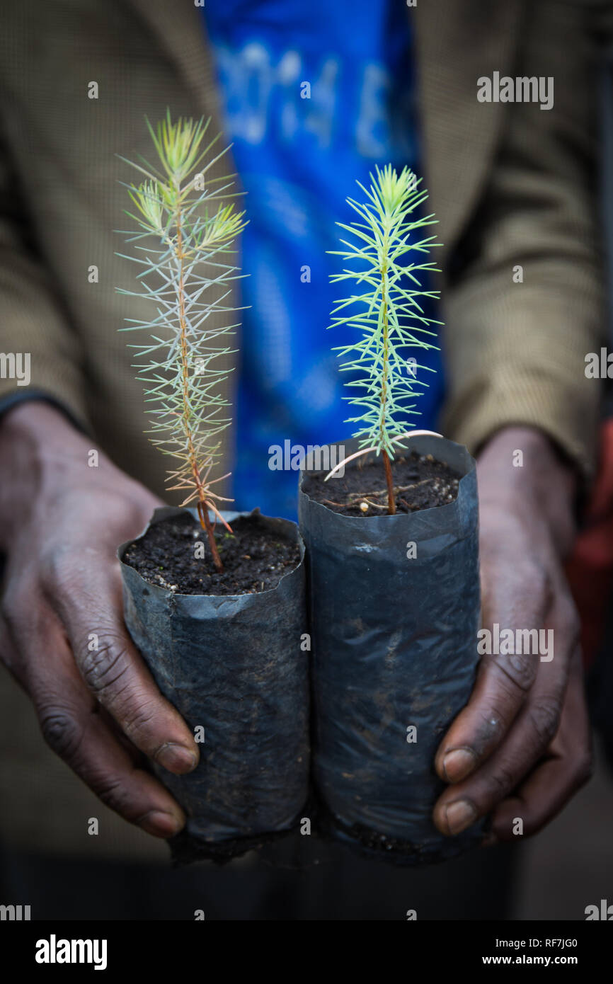 Workers tend to Mulanje Cedar seedlings, Widdringtonia whytei, in a ...
