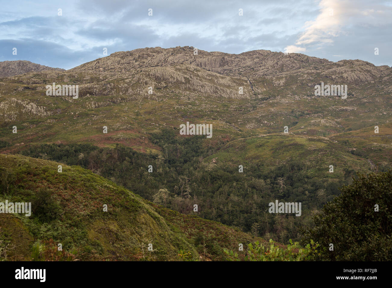 The Mulanje Cedar, Widdringtonia whytei, is the national tree of Malawi ...