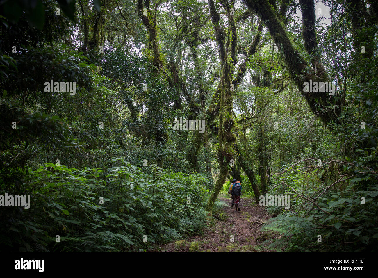 Mount Mulanje, a giant massif in southern district, Malawi, is the ...