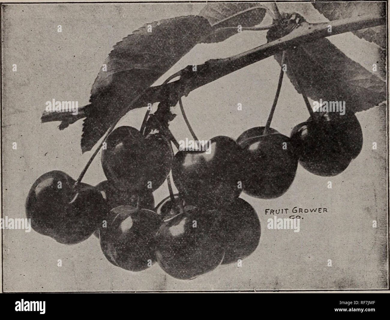 . Complete descriptive catalogue of fruit, shade and ornamental trees ...