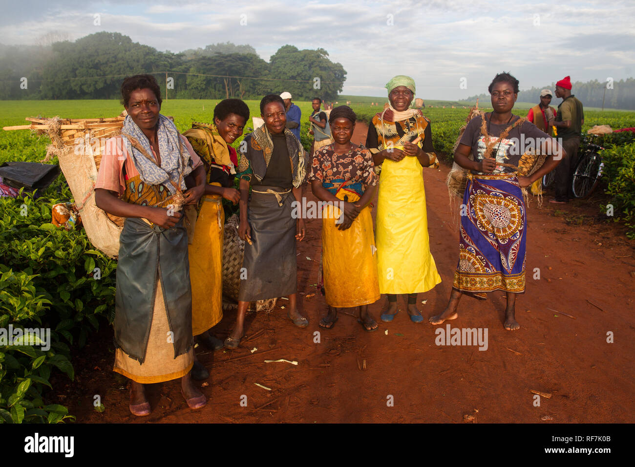 Tea picker workers pose for a portrait on a tea estate at the foot of ...