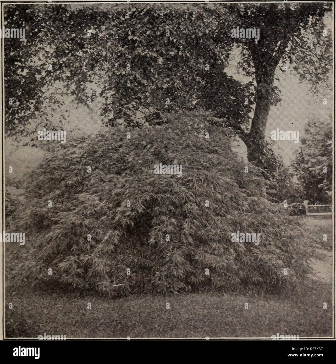 Flushing new york fruit hi-res stock photography and images - Alamy