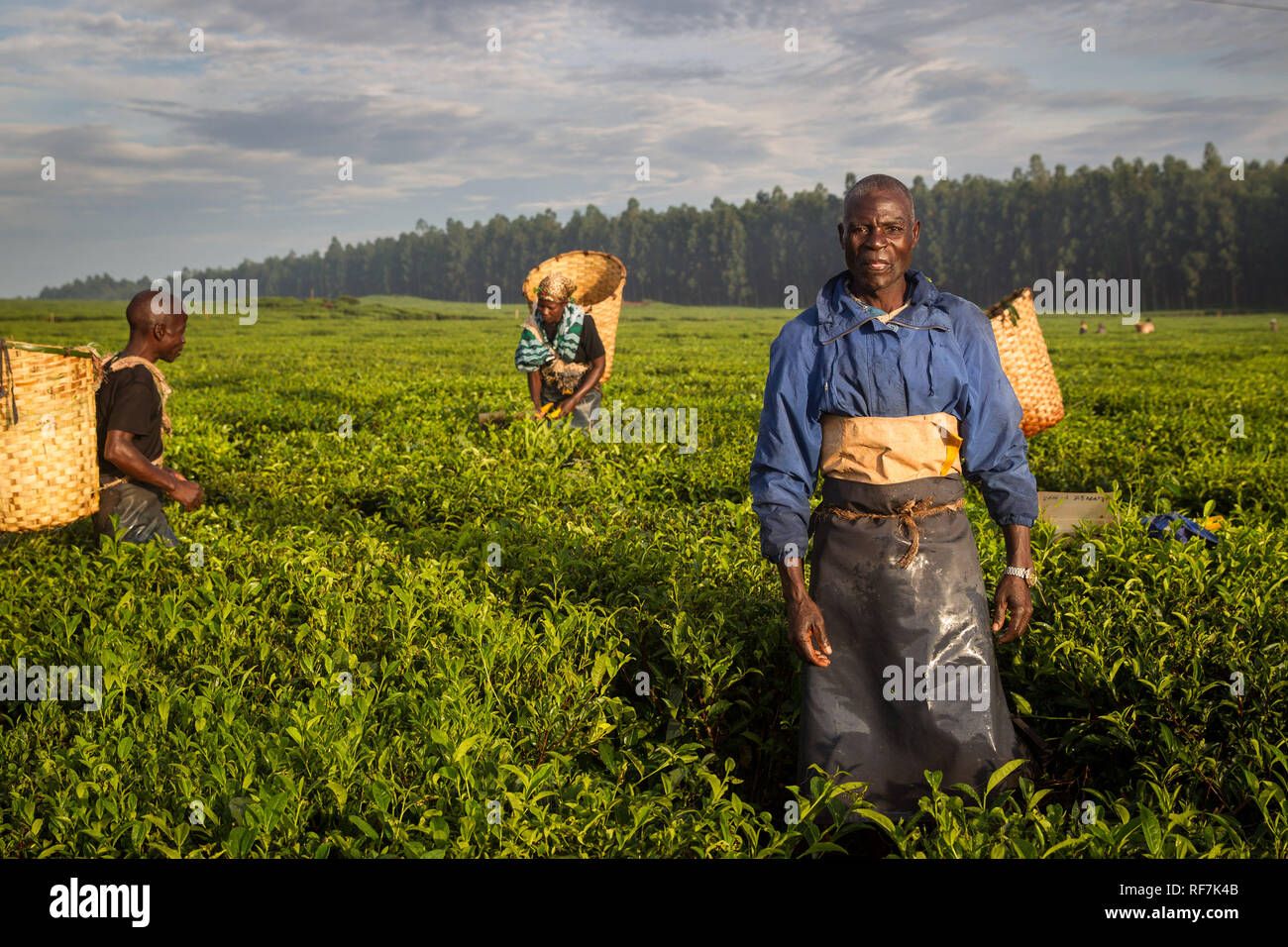 Tea picker workers pose for a portrait on a tea estate at the foot of ...